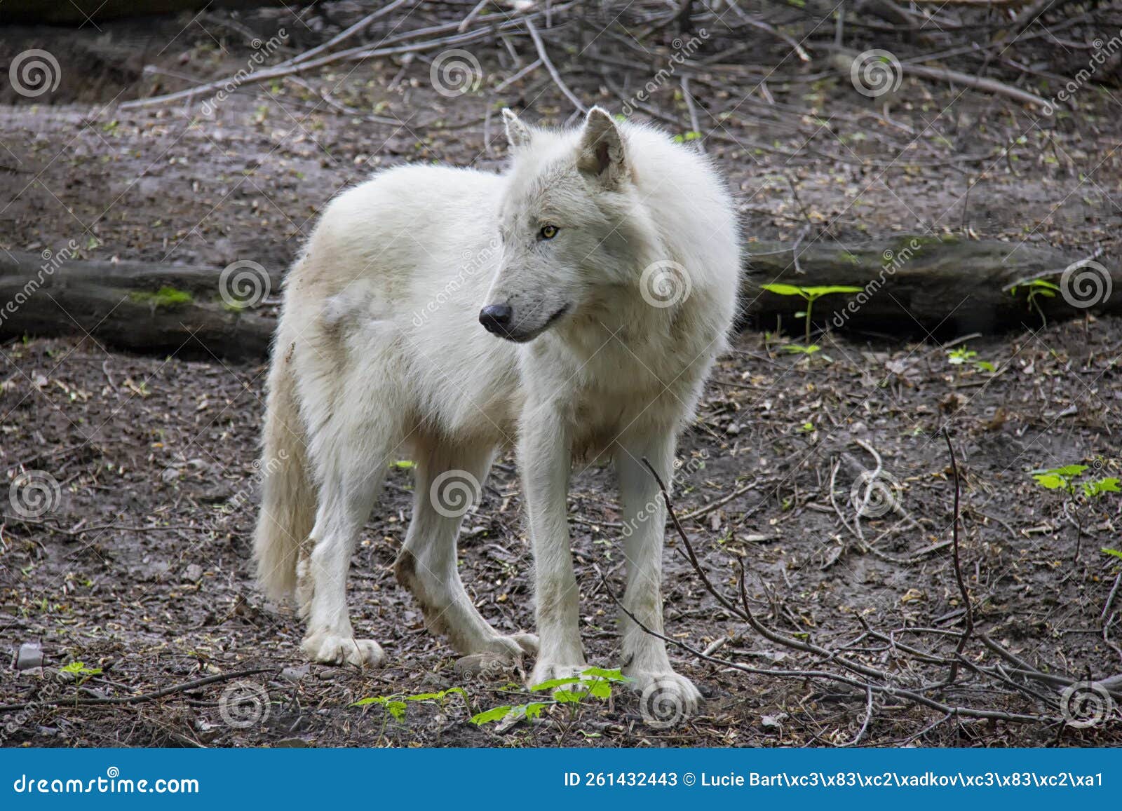 Arctis wolf stock image. Image of mammal, snow, polar - 261432443