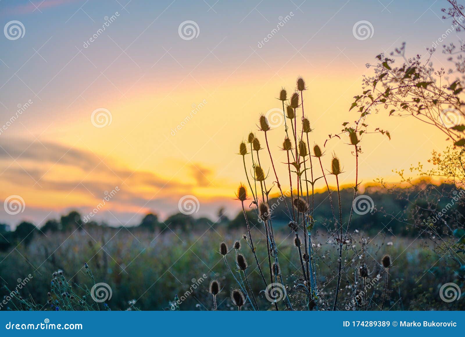 Arctium Burdock Burs Showing Minute Hooks Which Attach Seeds with ...
