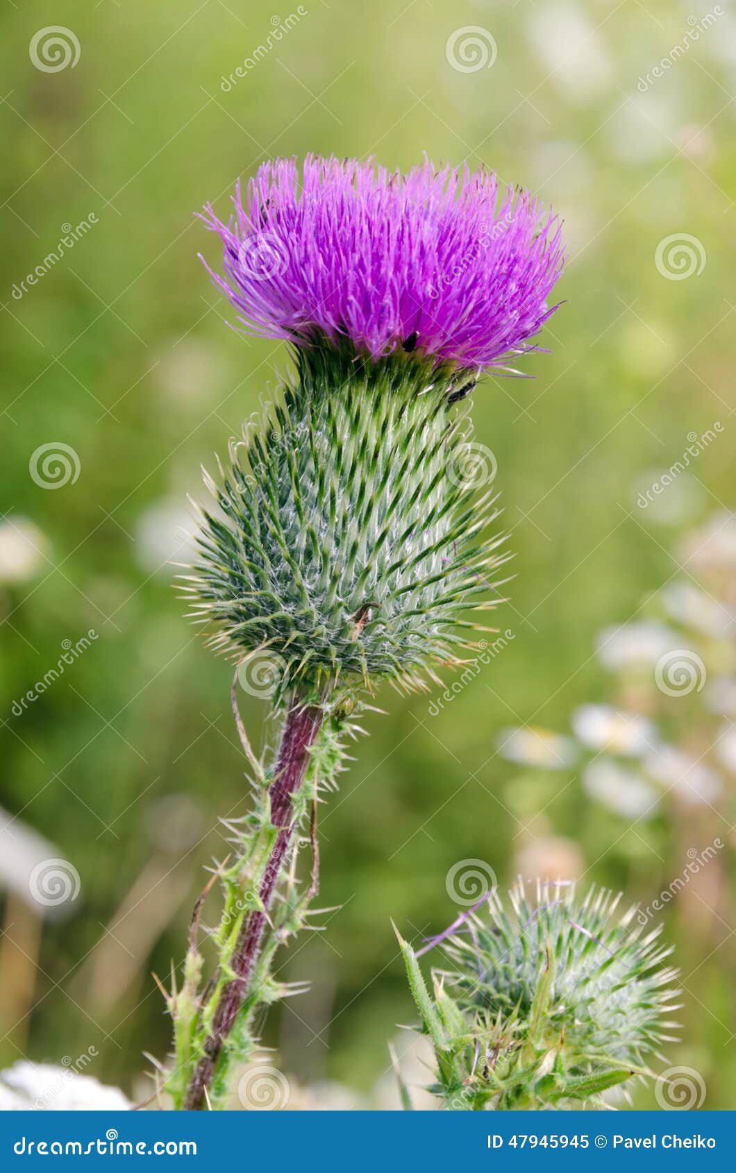 Arctium lappa stock image. Image of pink, grass, macro - 47945945
