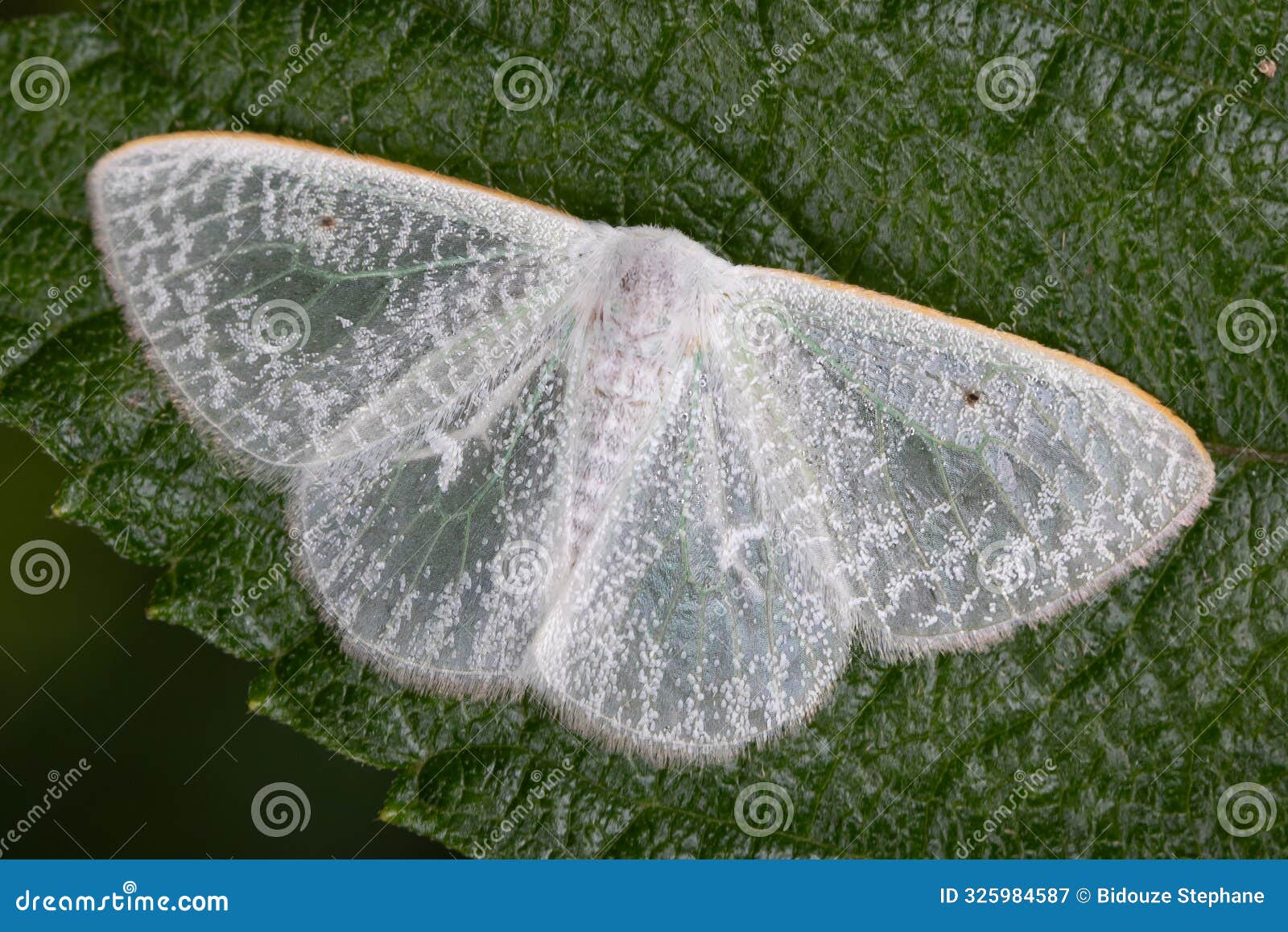 Arctornithini Tribe Moth Standing on a Leaf Stock Image - Image of ...
