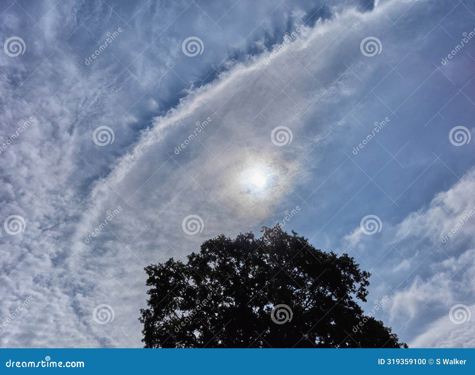 Arcus Cloud Above an Oak Tree (Quercus) Stock Photo - Image of tree ...