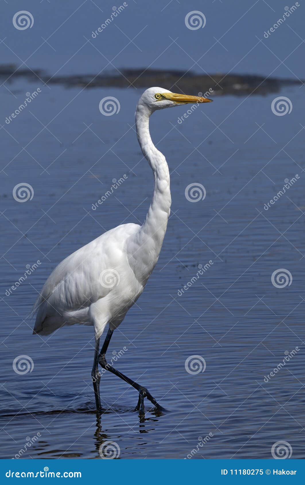 Ardea alba, great egret stock image. Image of florida - 11180275