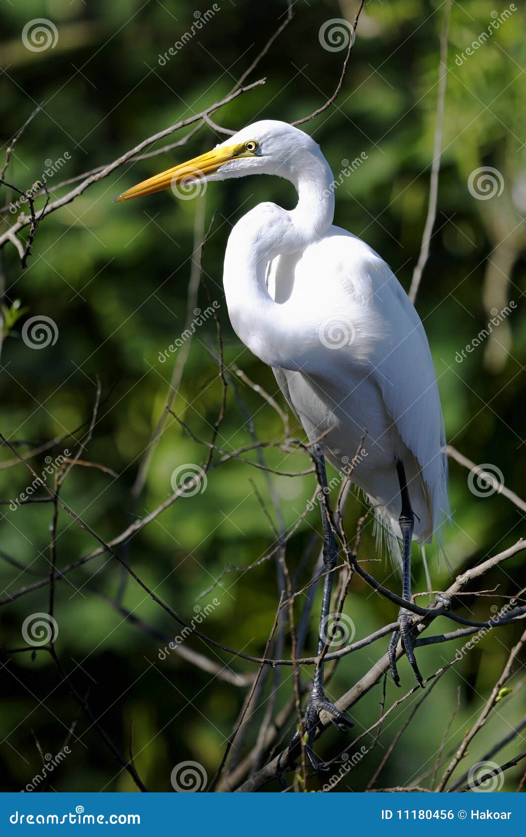 Ardea alba, great egret stock photo. Image of animal - 11180456