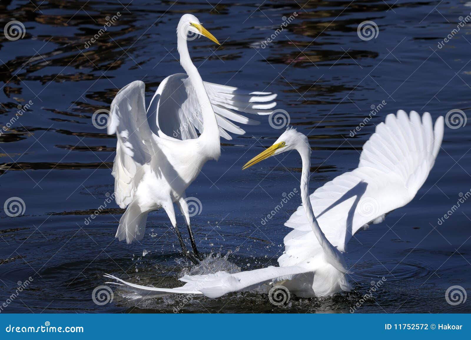 Ardea alba, great egret stock photo. Image of crest, fluffy - 11752572
