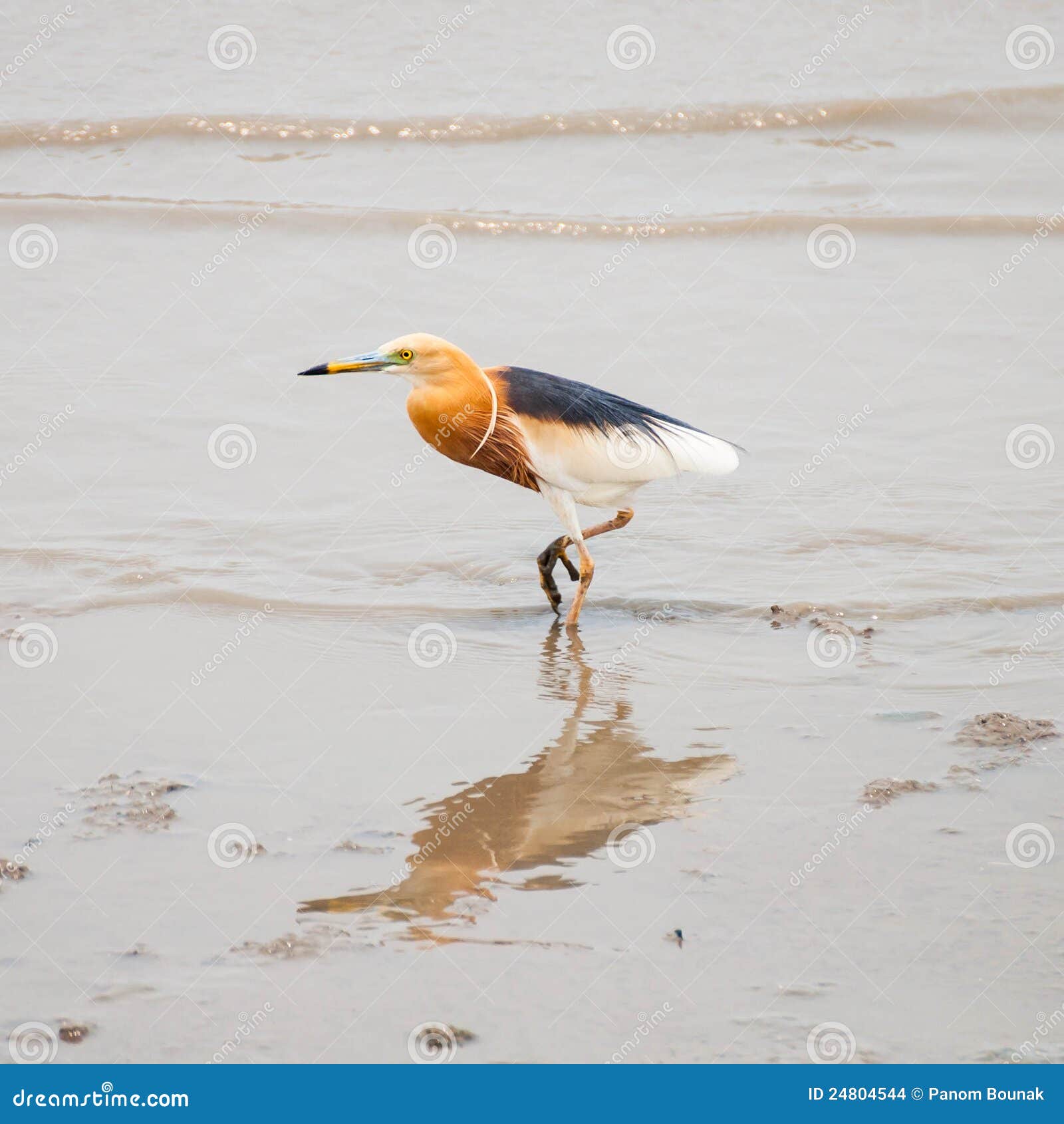 Ardea alba, great egret stock photo. Image of crest, nature - 24804544