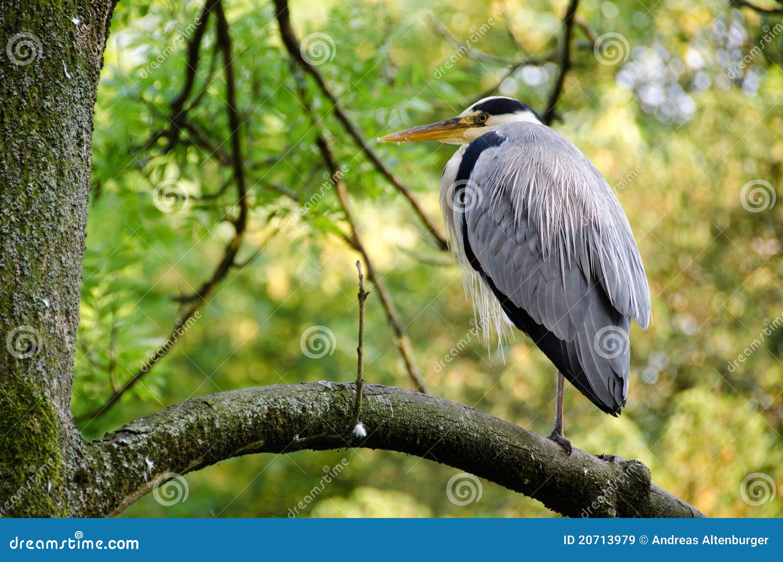 Ardea cinerea stock image. Image of tree, green, sitting - 20713979