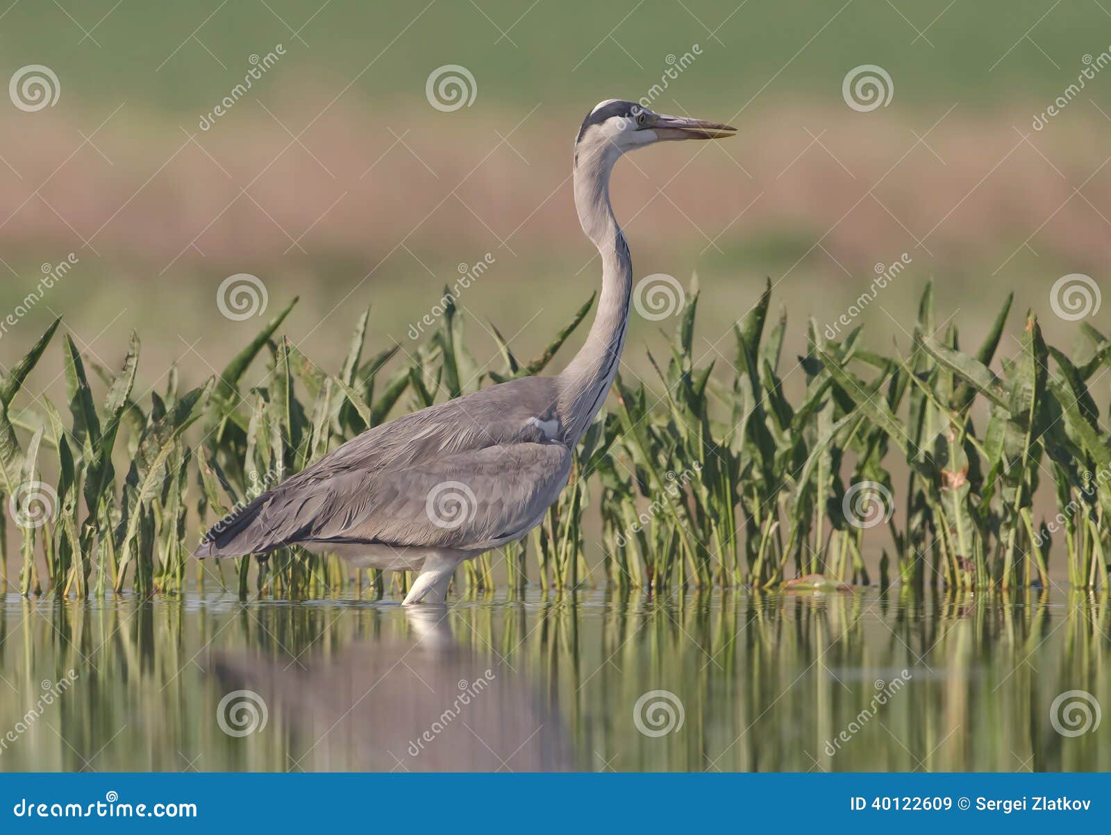Ardea cinerea stock image. Image of legs, legged, ardeidae - 40122609