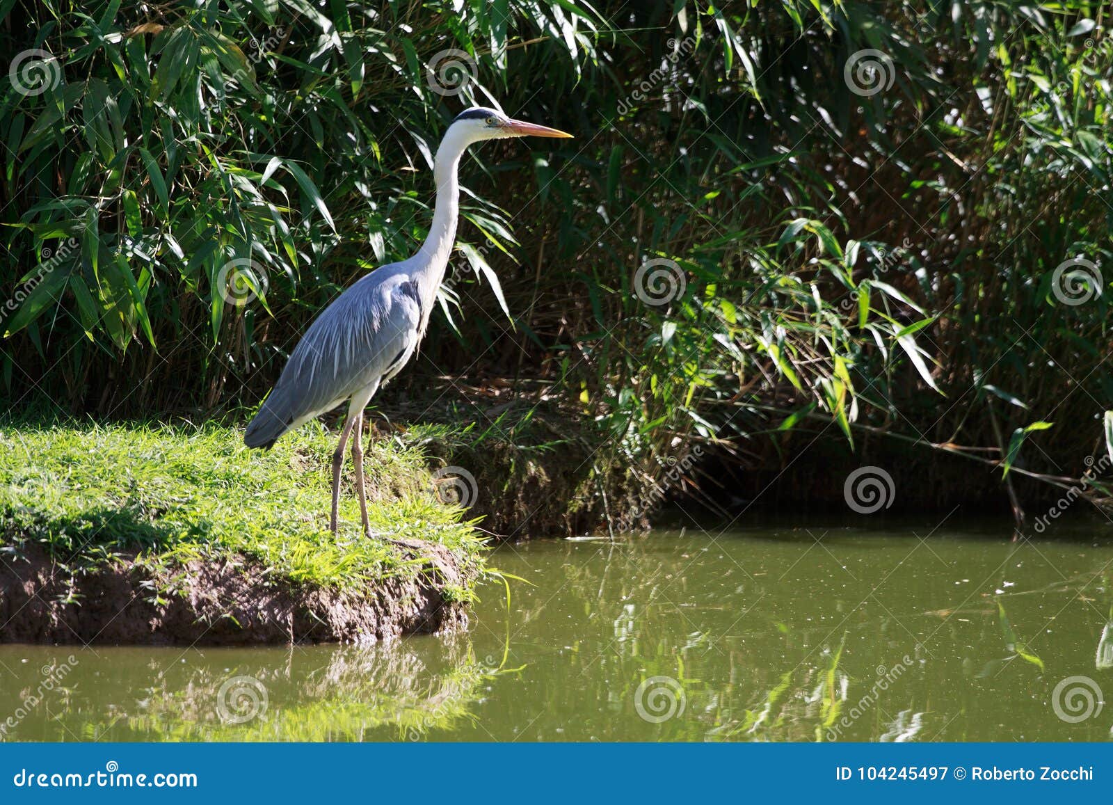 Ardea De La Garza De La Hierba Cinerea Imagen de archivo - Imagen de ...