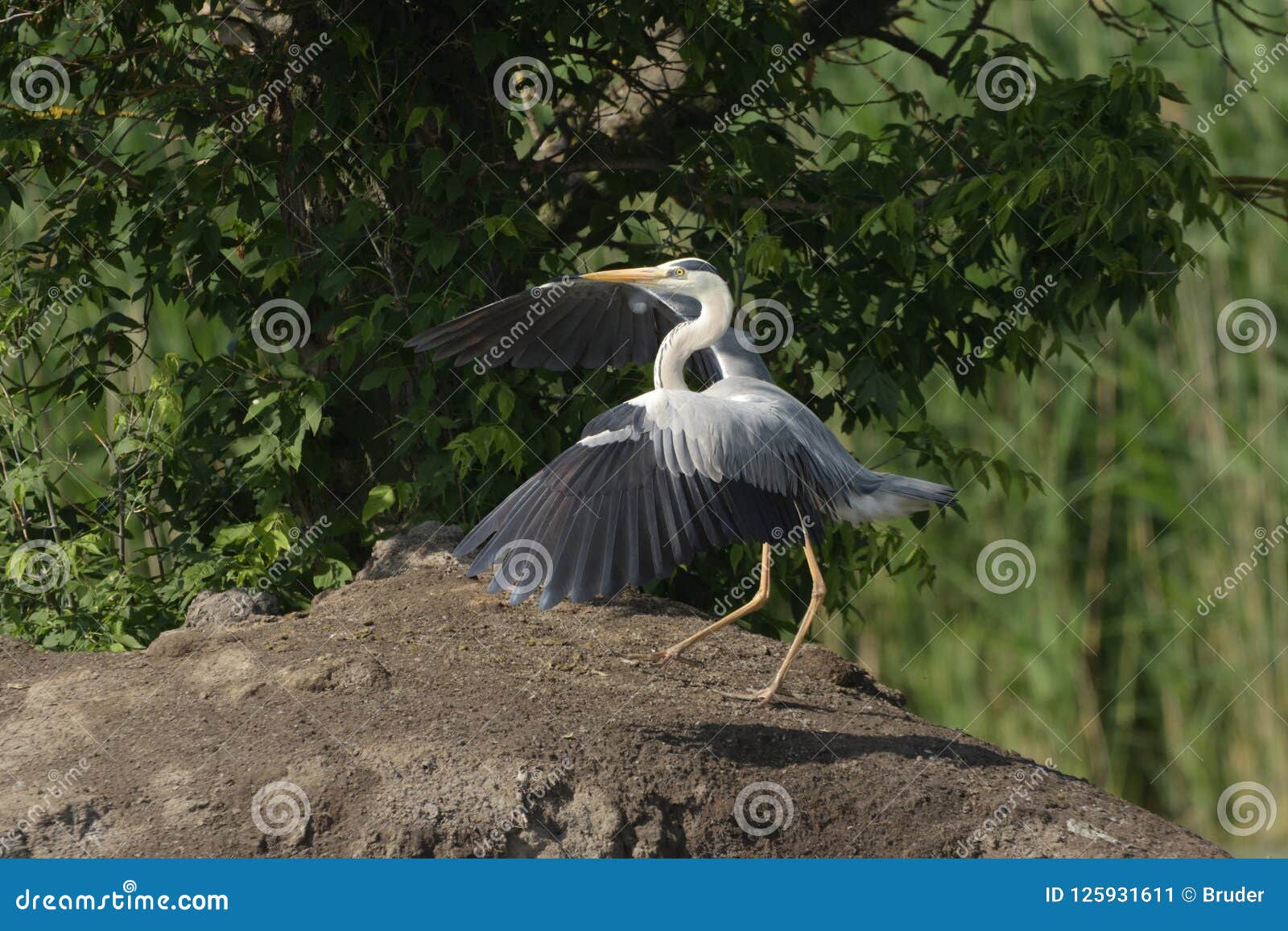 Ardea Gris De La Garza Cinerea Imagen de archivo - Imagen de azul, cubo ...
