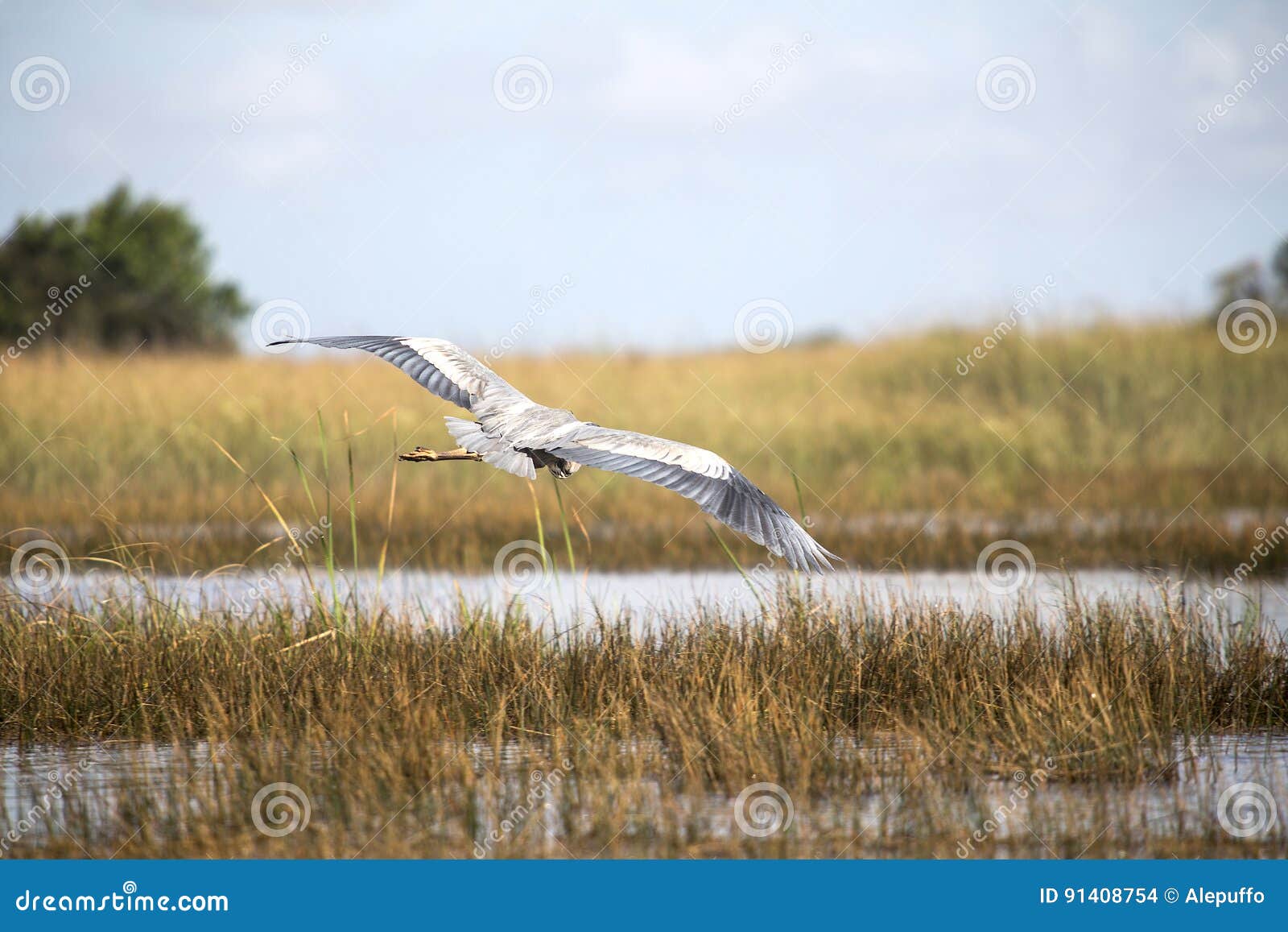 Ardea Gris De La Garza Cinerea Foto de archivo - Imagen de hermoso ...