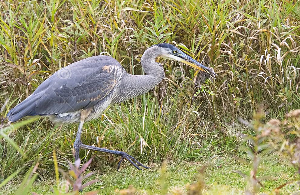 Great Blue Heron Walking With Captured Rodent Stock Image Image Of Bill Foot 259681725