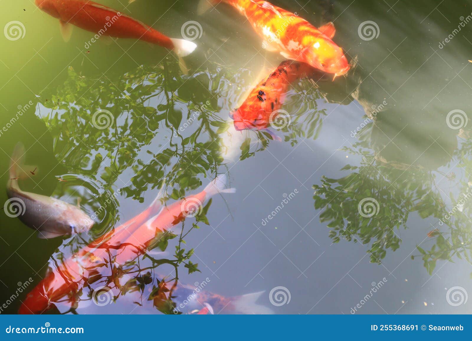 A Arden with Koi Fish, Clkose Up of the Pond Stock Image - Image of ...