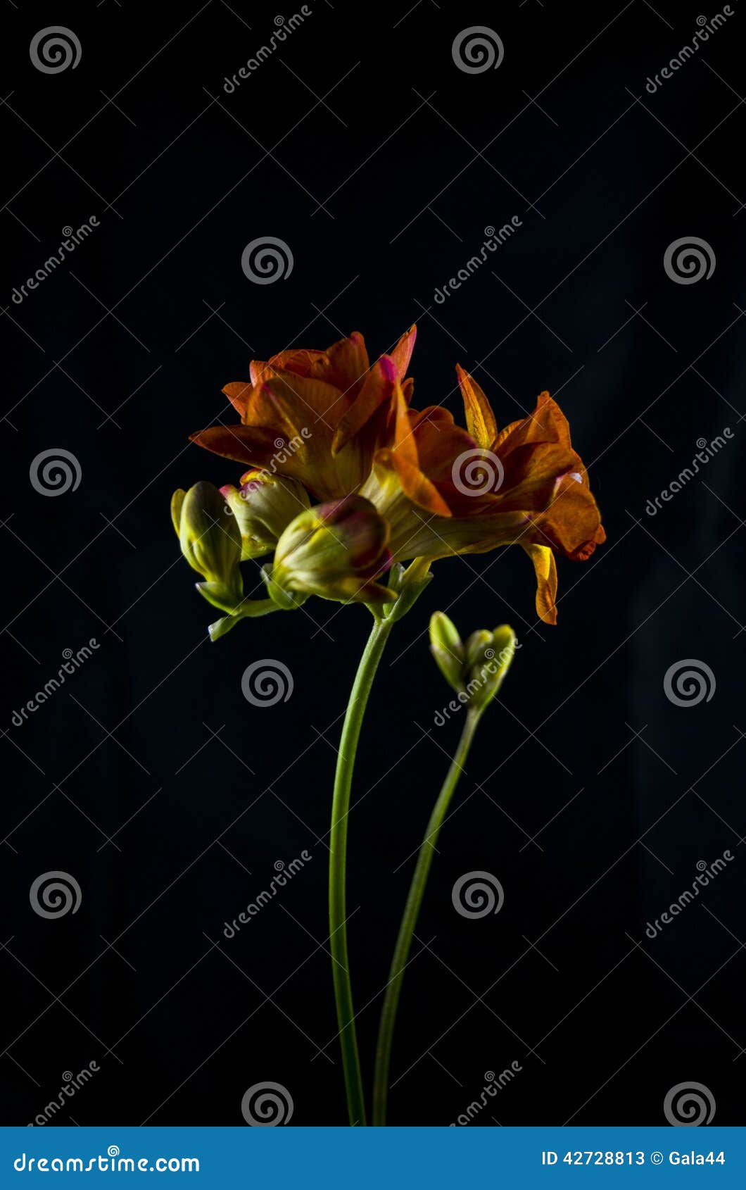 Ardent stock image. Image of black, color, fresh, studio - 42728813