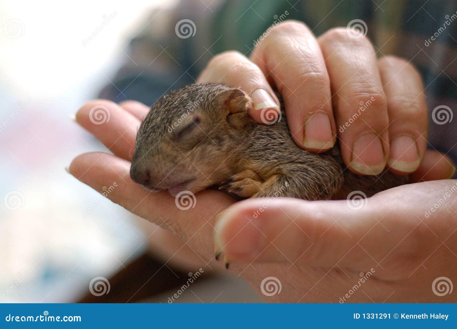 Ardilla 1 del bebé imagen de archivo. Imagen de amor, inusual - 1331291
