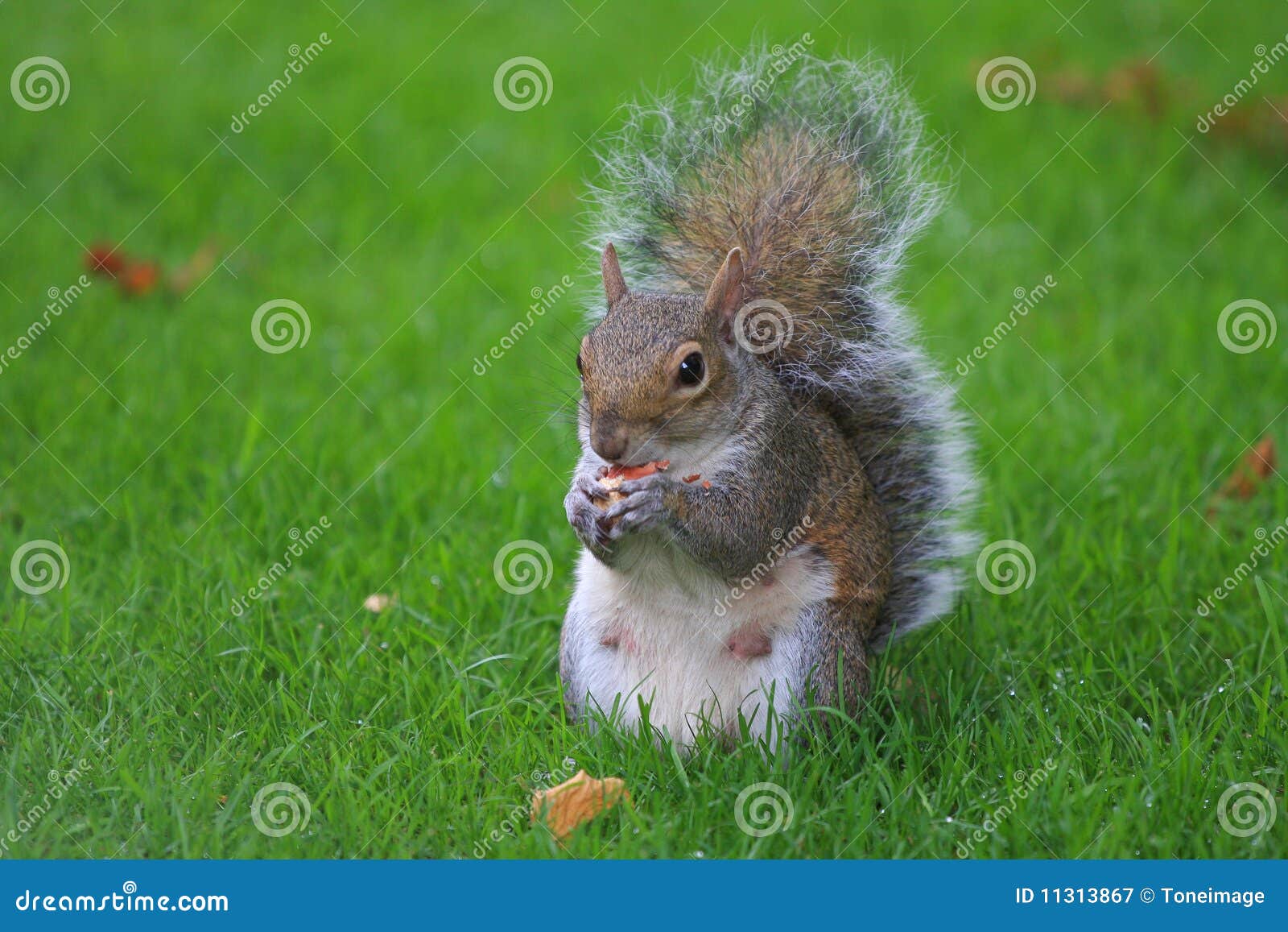 Ardilla imagen de archivo. Imagen de fauna, europa, rata - 11313867