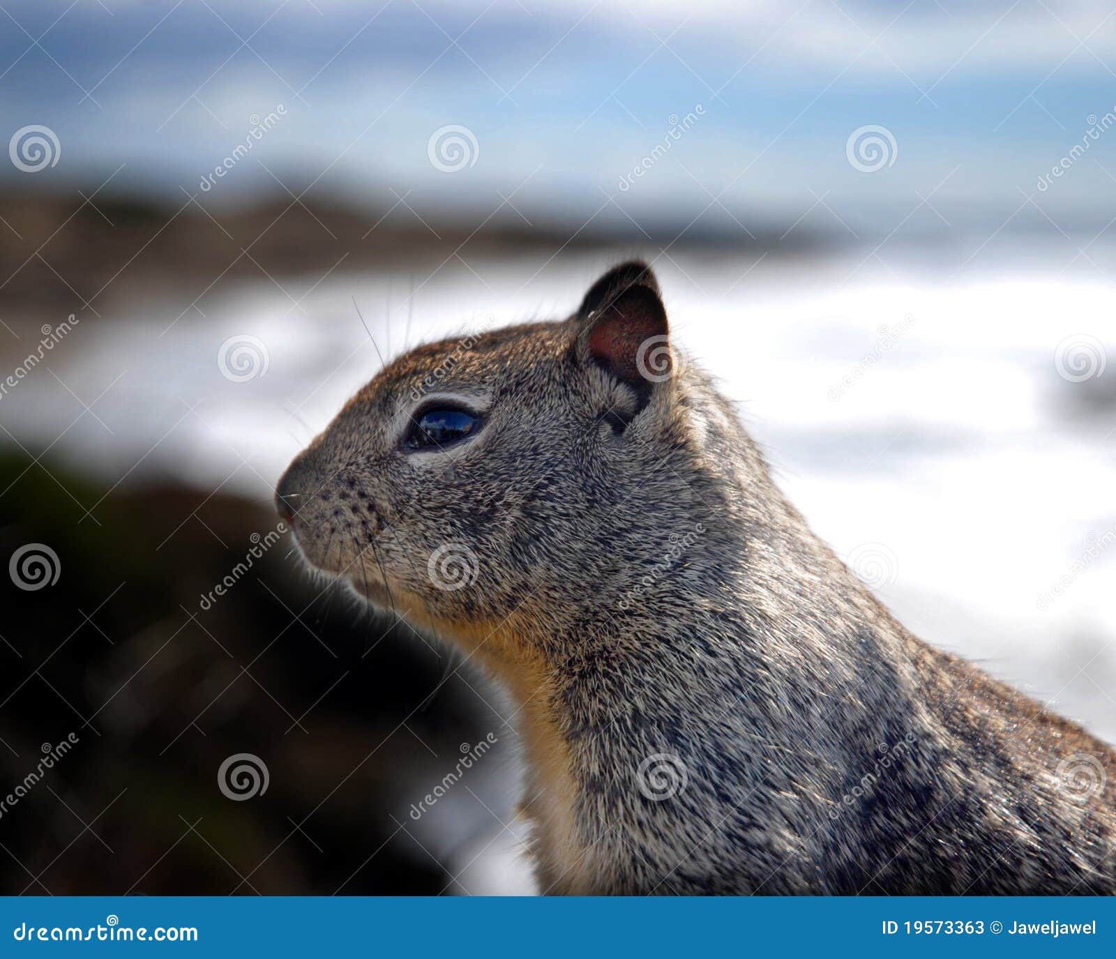 Ardilla imagen de archivo. Imagen de cuadro, tierra, ardilla - 19573363
