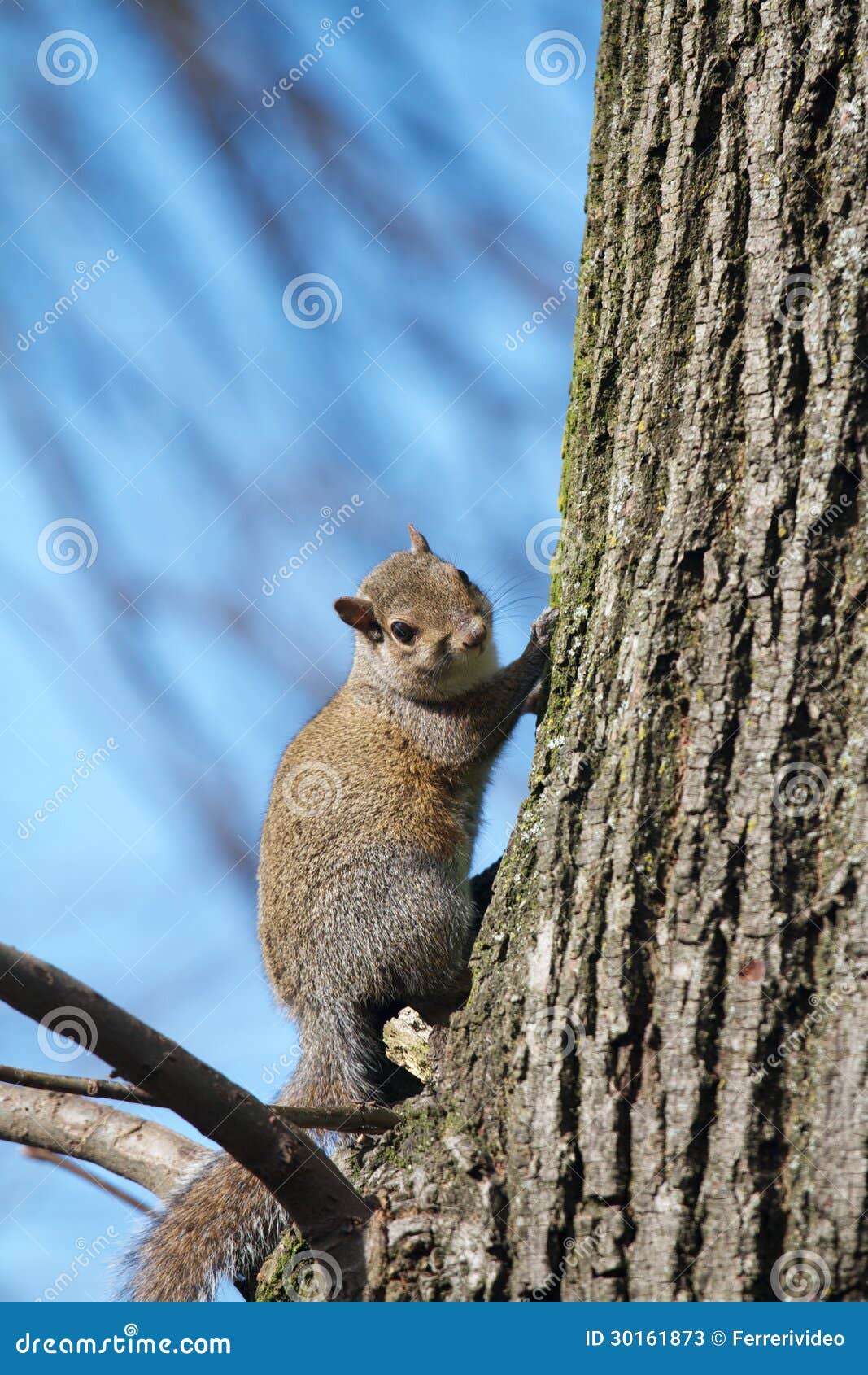 Ardilla imagen de archivo. Imagen de animales, fauna - 30161873