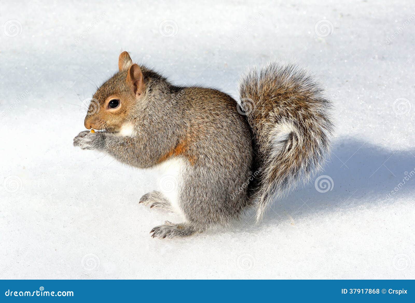 Ardilla foto de archivo. Imagen de invierno, standing - 37917868