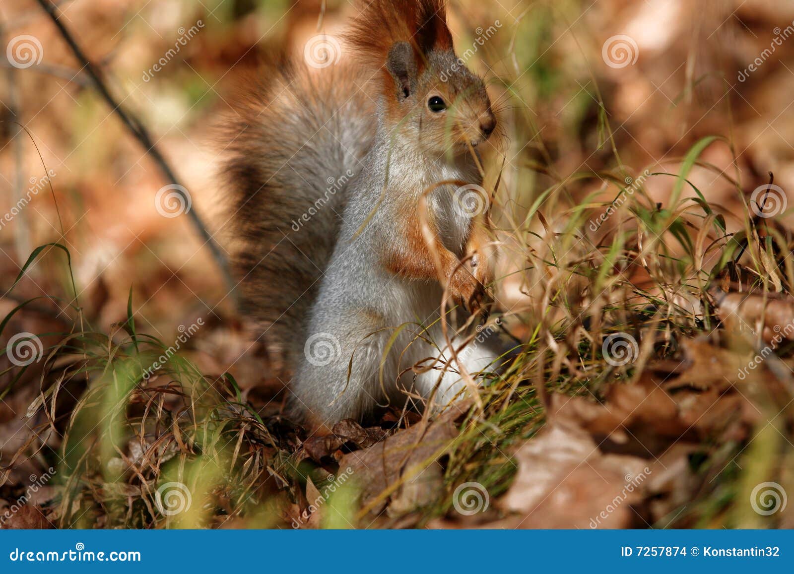 Ardilla foto de archivo. Imagen de standing, exterior - 7257874