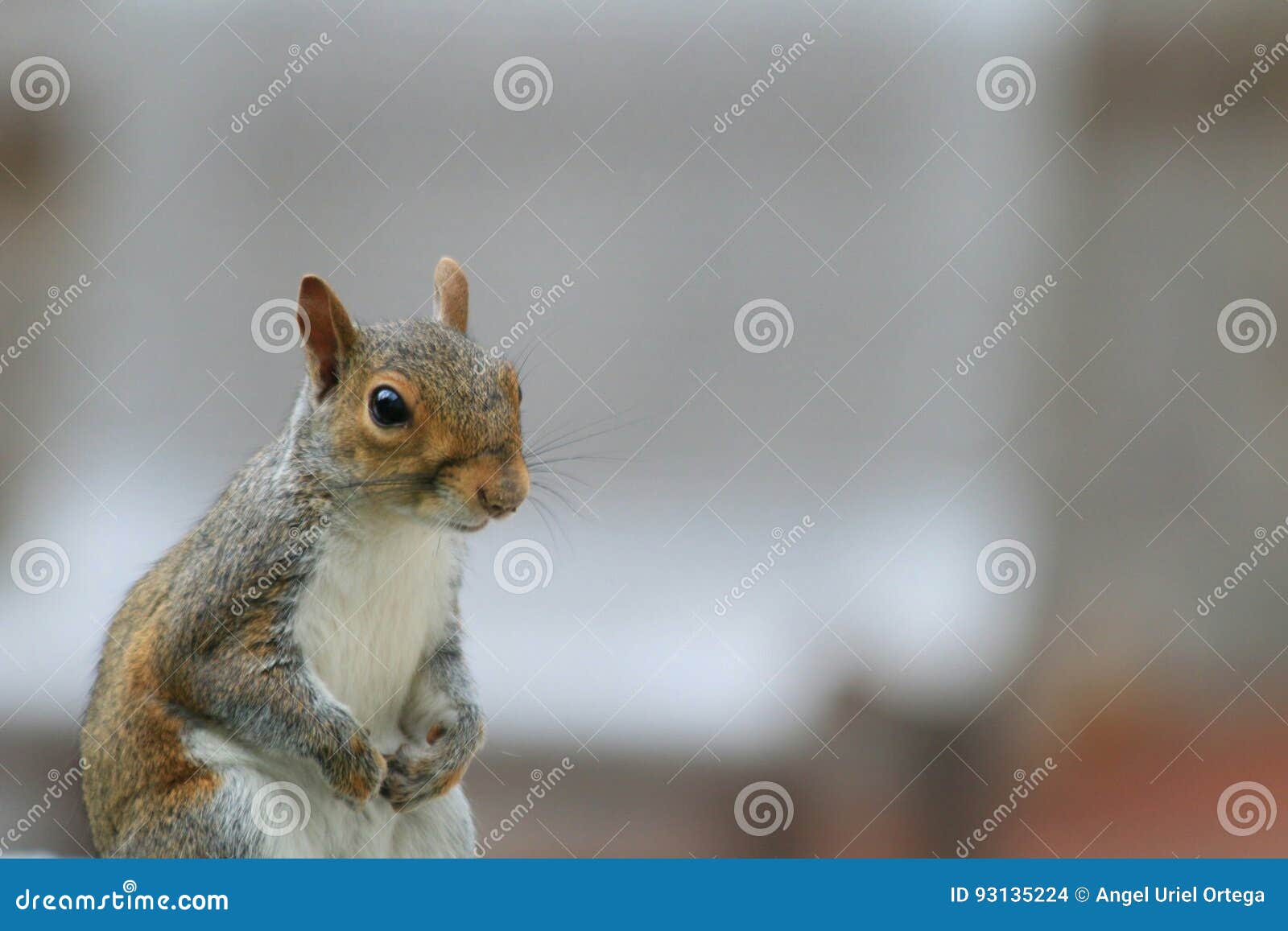 Chida Stock Illustrations – 1 Chida Stock Illustrations, Vectors ...