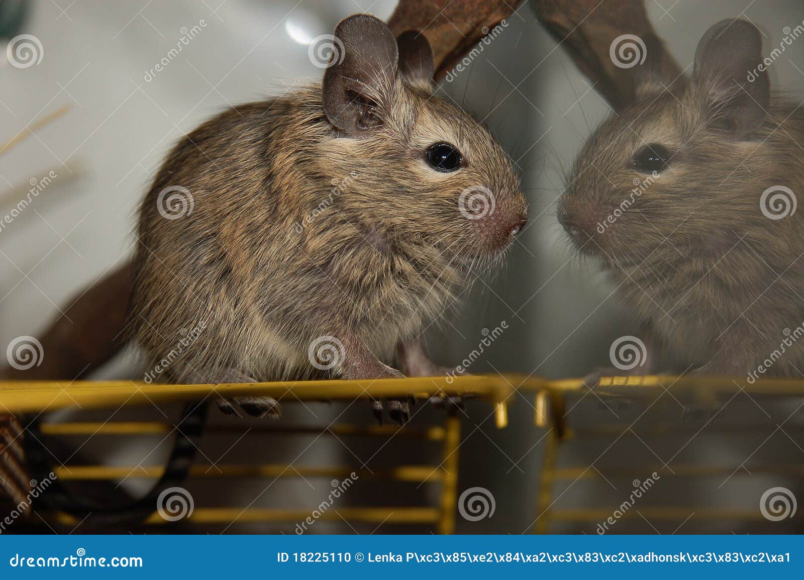 Ardilla chilena - Degu foto de archivo. Imagen de chileno - 18225110