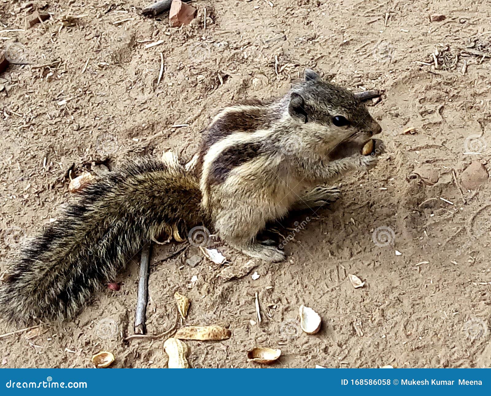 Ardilla Comer Comida De Cacahuate Foto de archivo - Imagen de alimento ...