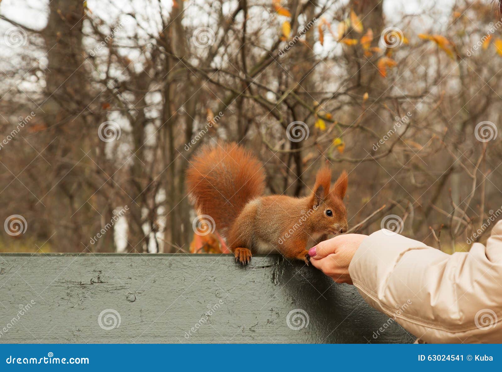 Ardilla Comida De La Mano Del Hombre Horizontal Imagen de archivo ...