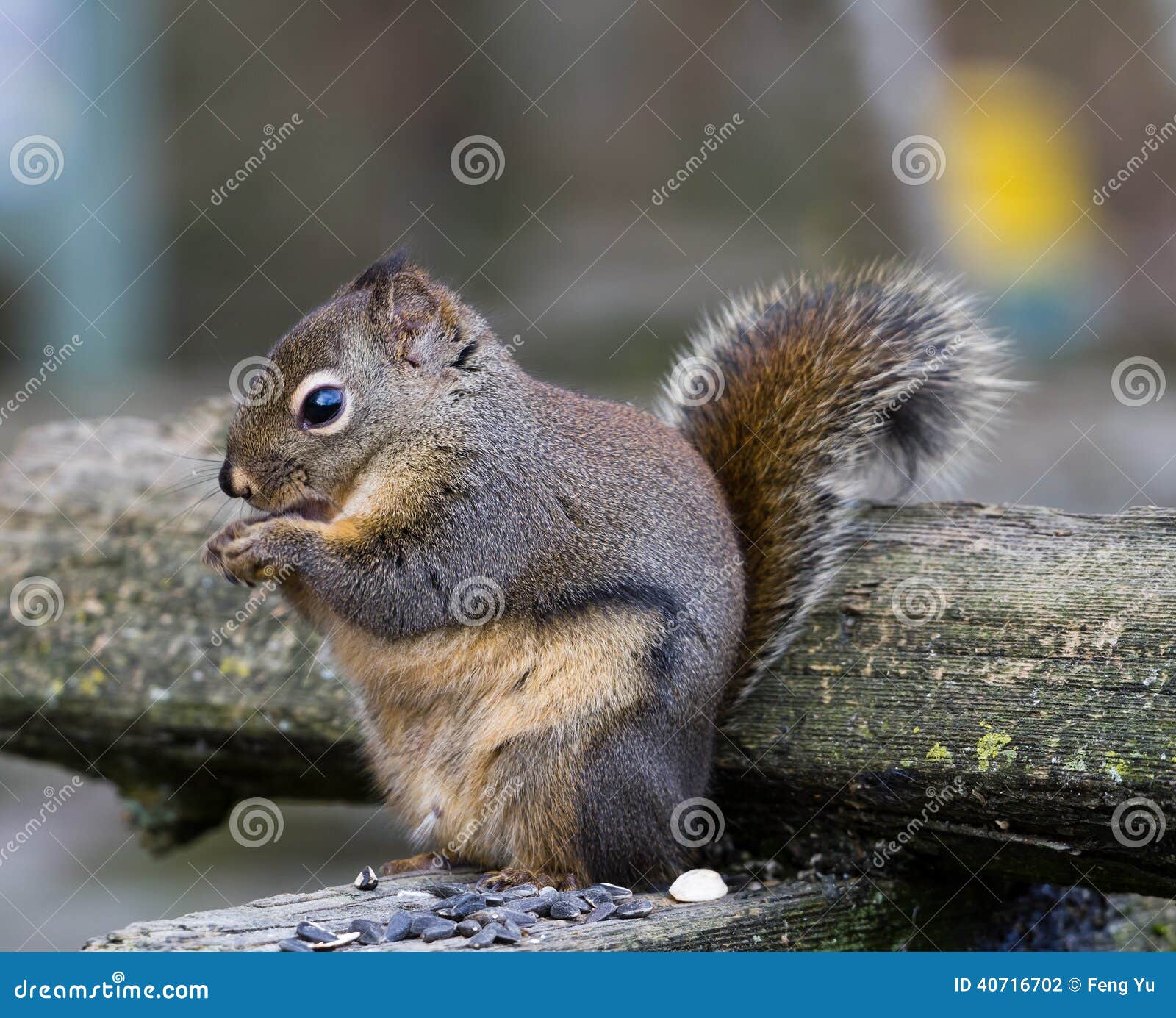 Ardilla de Fox foto de archivo. Imagen de animales, tuerca - 40716702