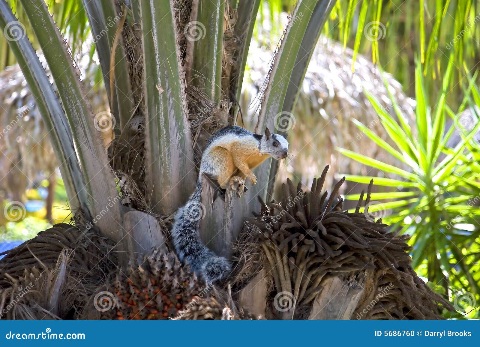 Ardilla De Rican De La Costa Foto de archivo - Imagen de forraje, piel ...