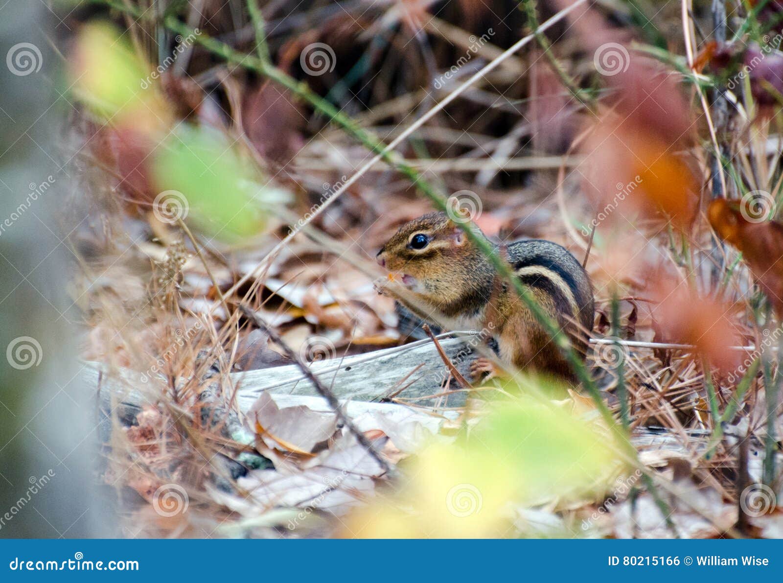 Ardilla De Tierra Alineada De La Ardilla Listada Del Este Foto de ...