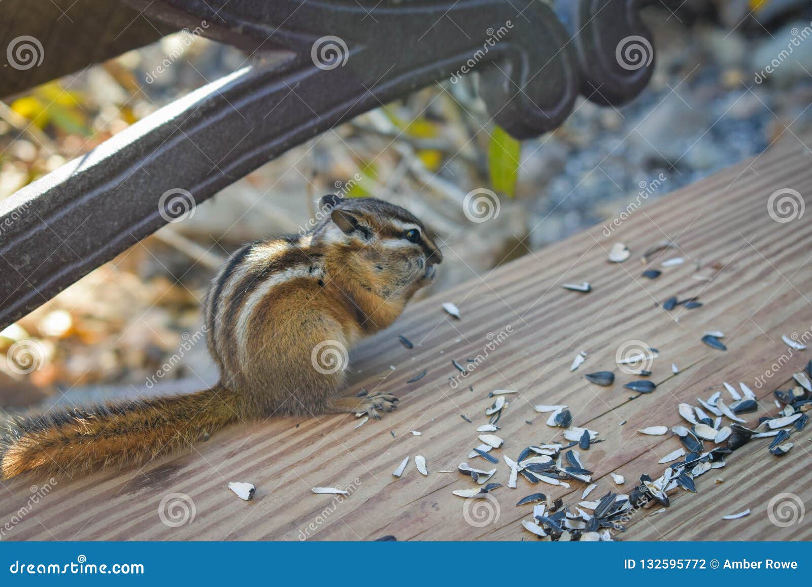 Ardilla De Tierra Con Una Comida Llena De La Boca Foto de archivo ...