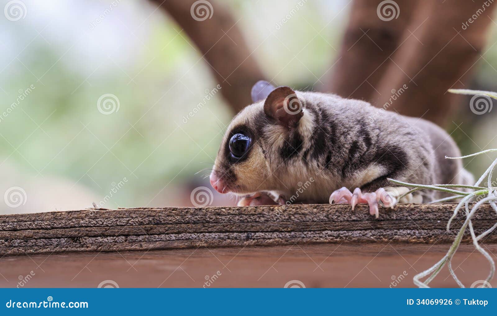 Ardilla De Vuelo, Planeador Del Azúcar Foto de archivo - Imagen de ...