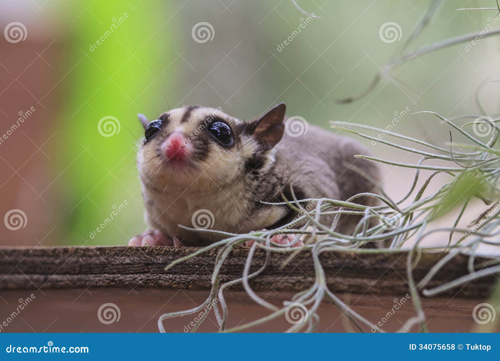 Ardilla De Vuelo, Planeador Del Azúcar Foto de archivo - Imagen de ...