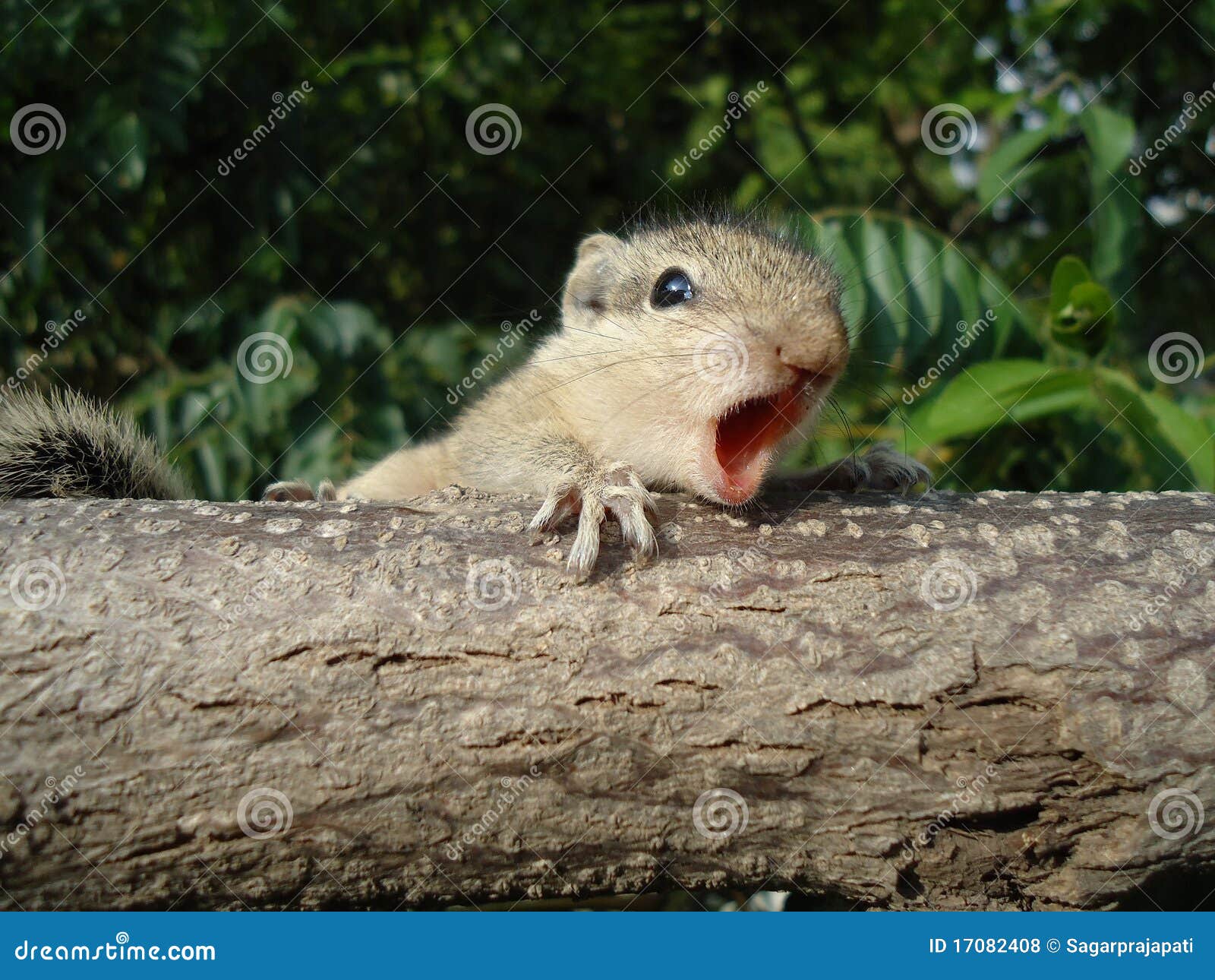 Ardilla del bebé foto de archivo. Imagen de poco, lindo - 17082408