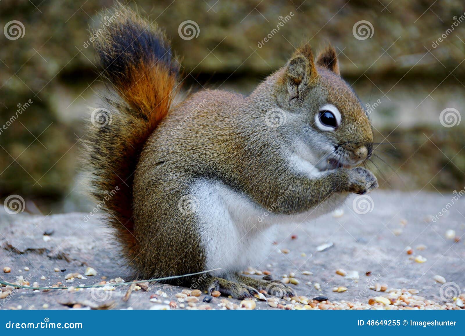 Ardilla del bebé imagen de archivo. Imagen de roca, alimento - 48649255