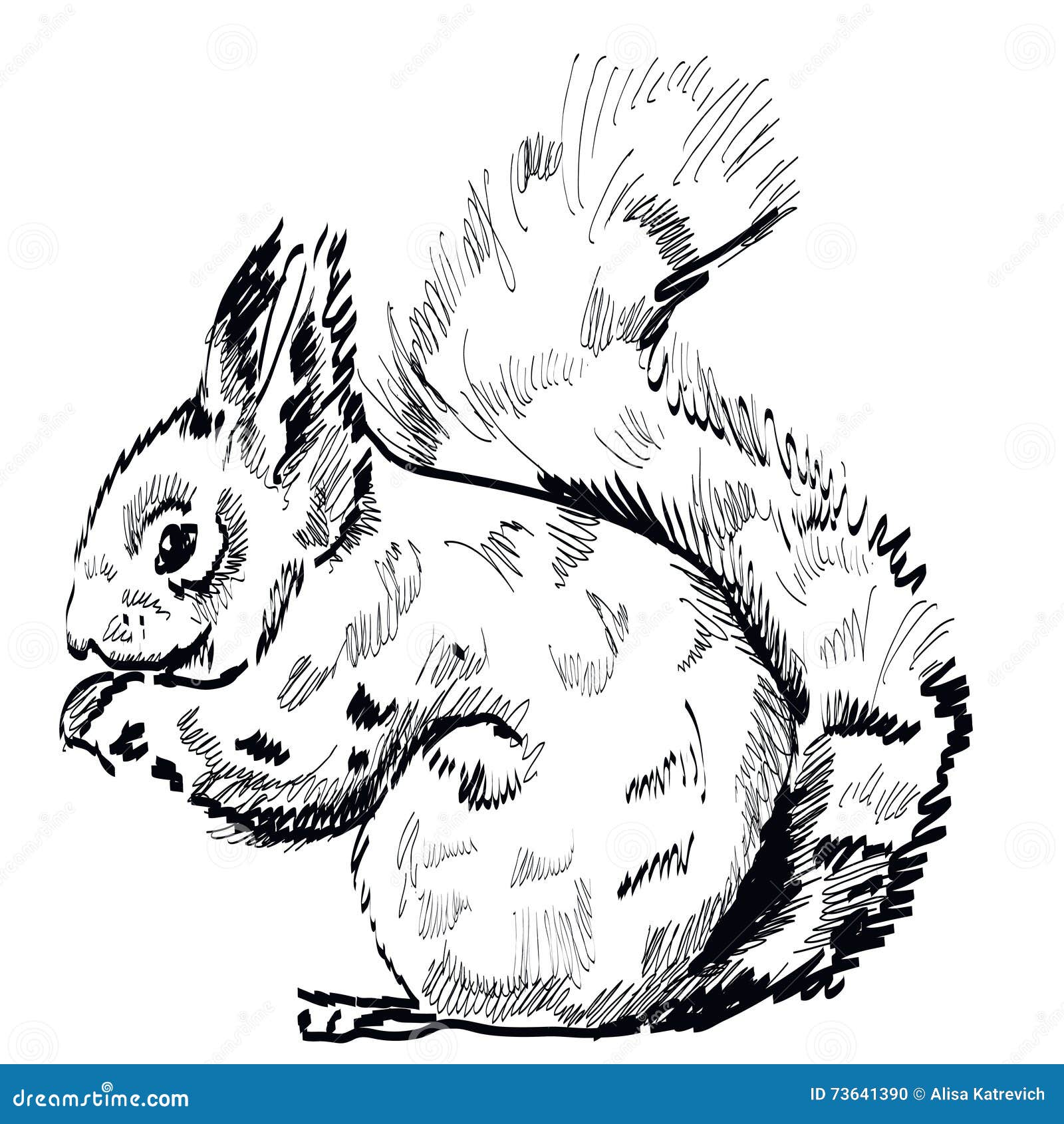 Ardilla Dibujada Mano En Un Fondo Blanco Vector Ilustración del Vector ...