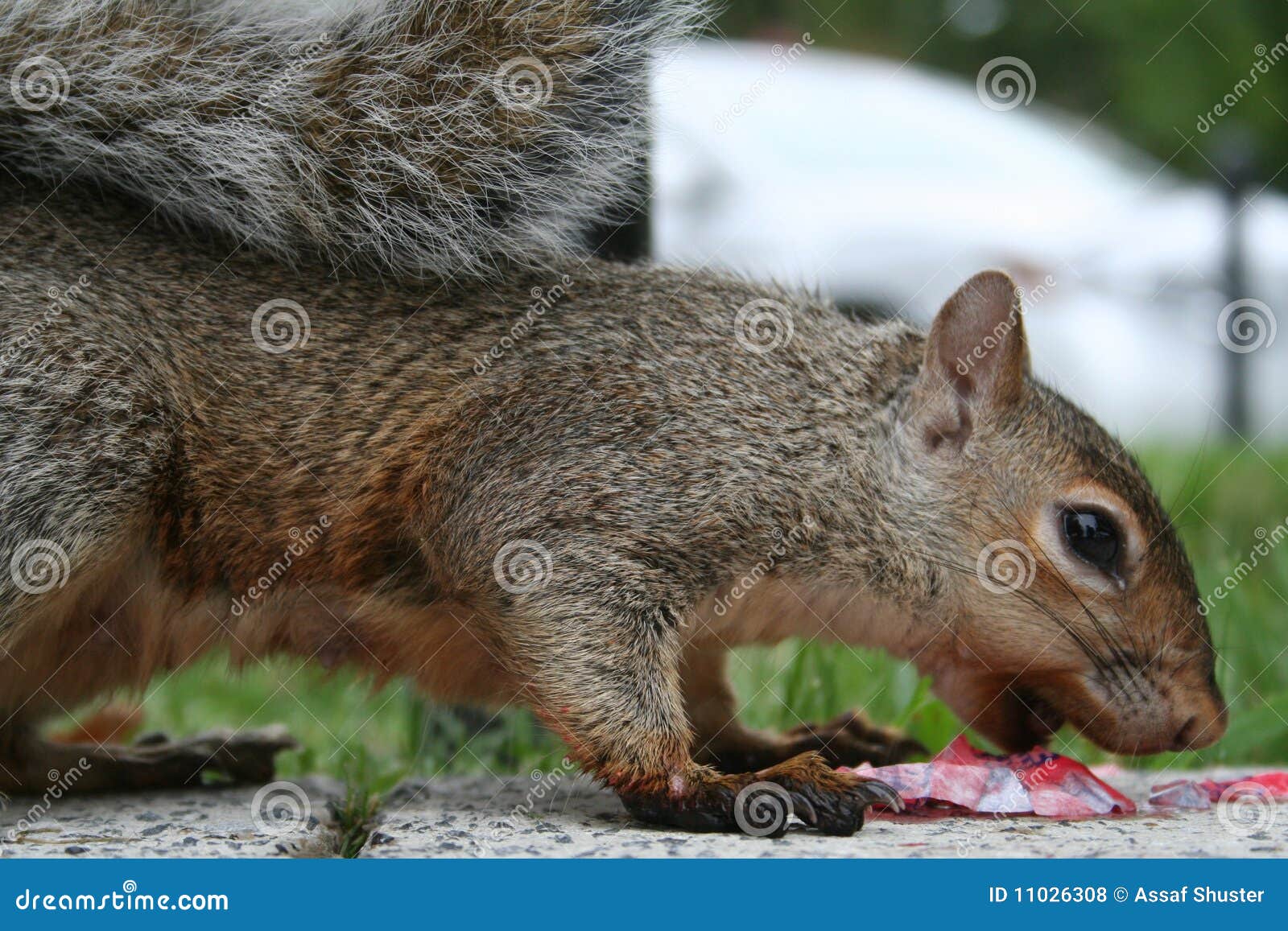 Ardilla divertida foto de archivo. Imagen de america - 11026308