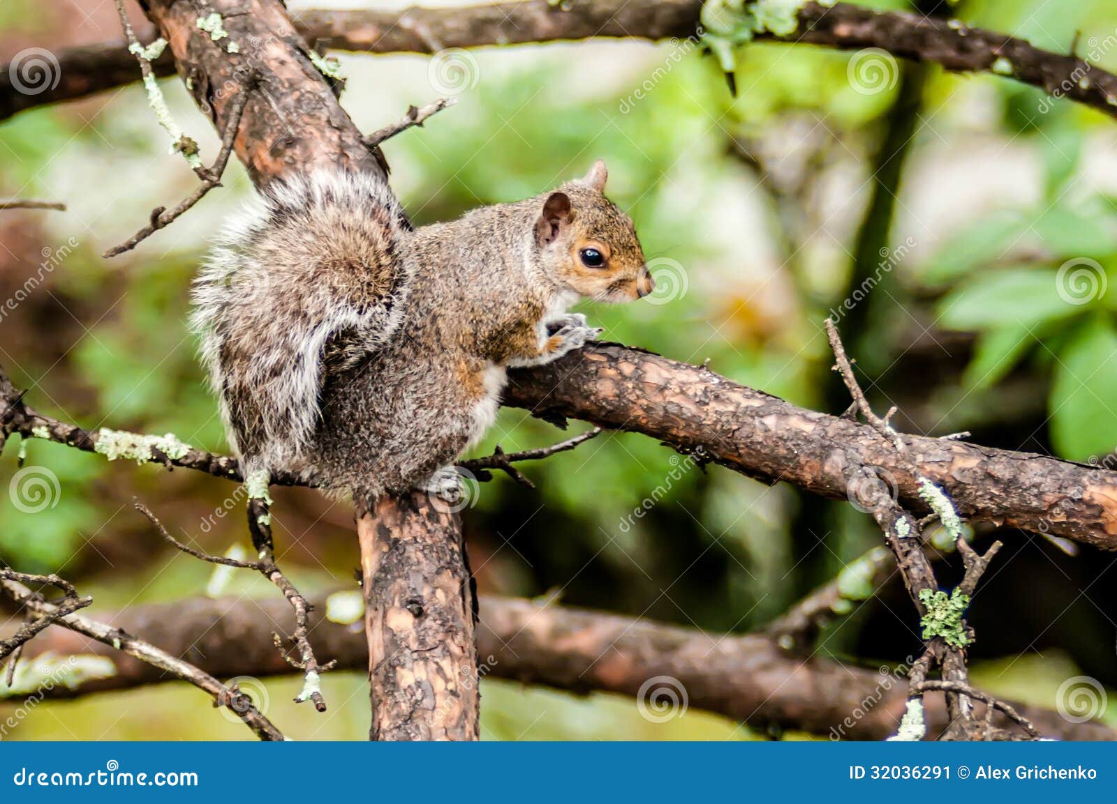 Ardilla en el desierto imagen de archivo. Imagen de ramificaciones ...