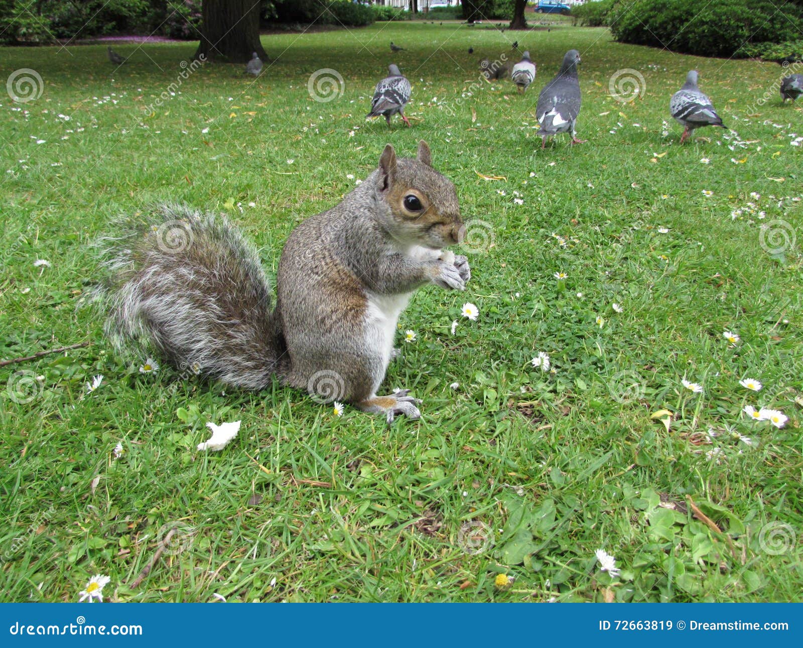 Ardilla en el parque imagen de archivo. Imagen de standing - 72663819