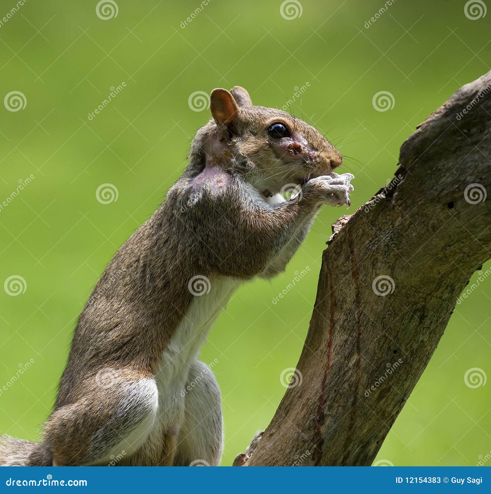 Ardilla enferma imagen de archivo. Imagen de roedor, hierba - 12154383