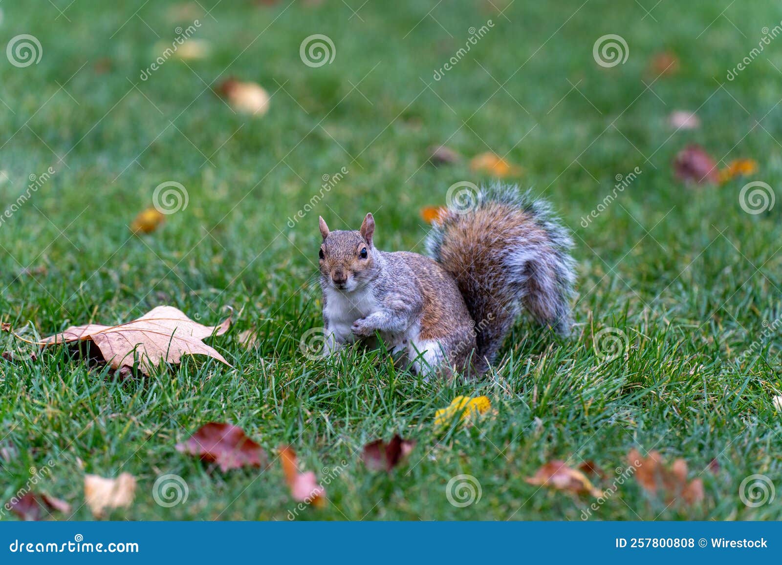 Ardilla Gris En El Suelo En El Parque Foto de archivo - Imagen de ...