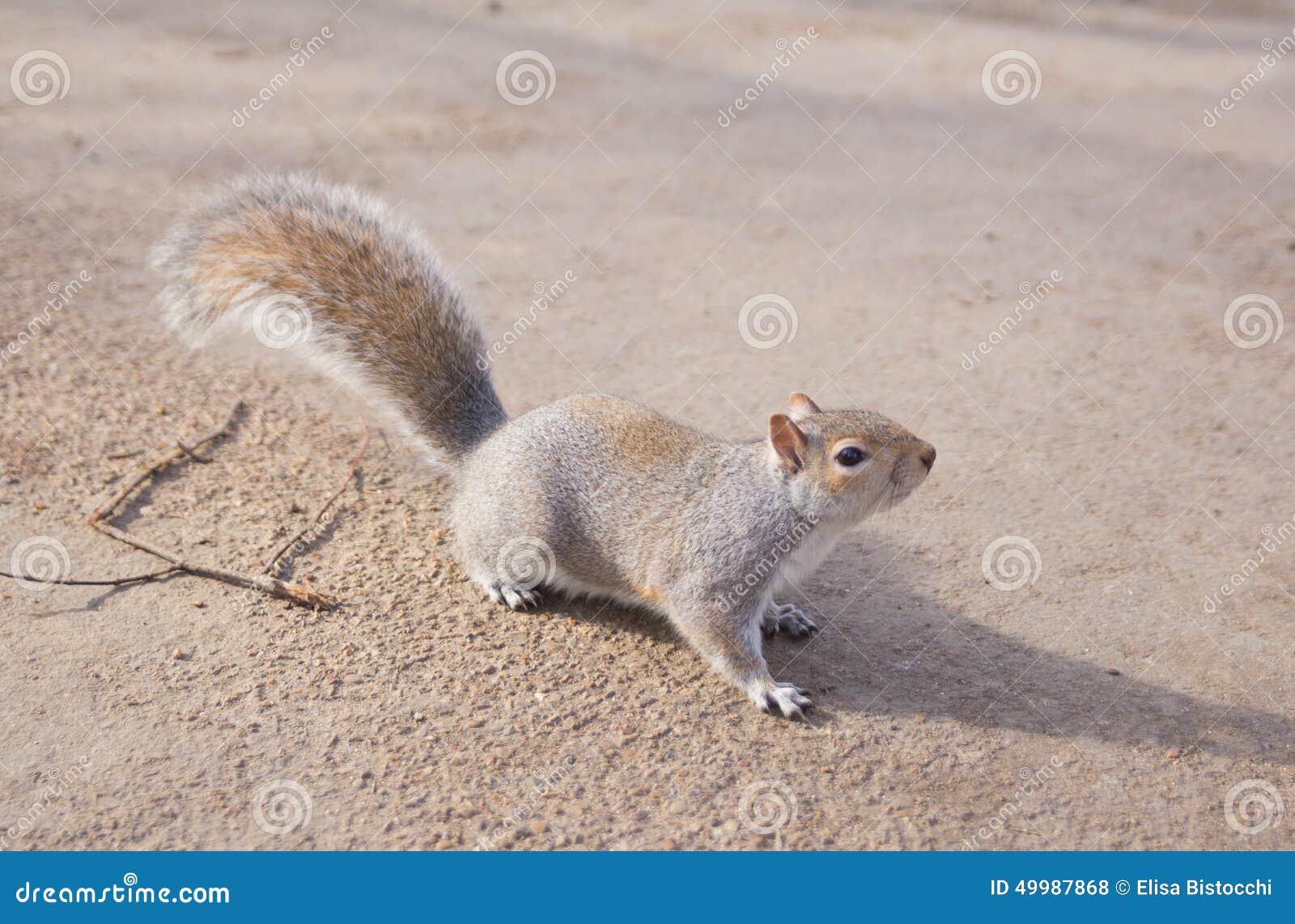 Ardilla Gris En Hyde Park - Londres Foto de archivo - Imagen de londres ...