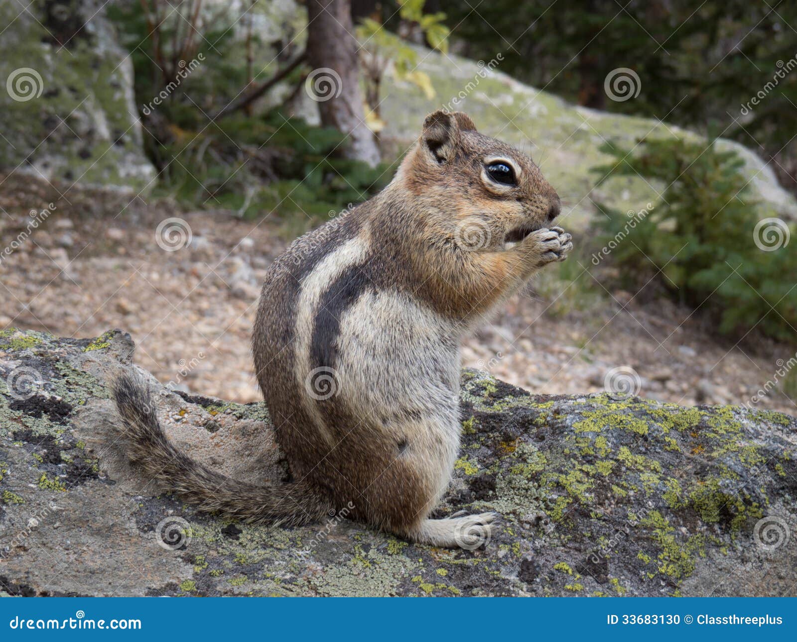 Ardilla listada foto de archivo. Imagen de naturalizado - 33683130