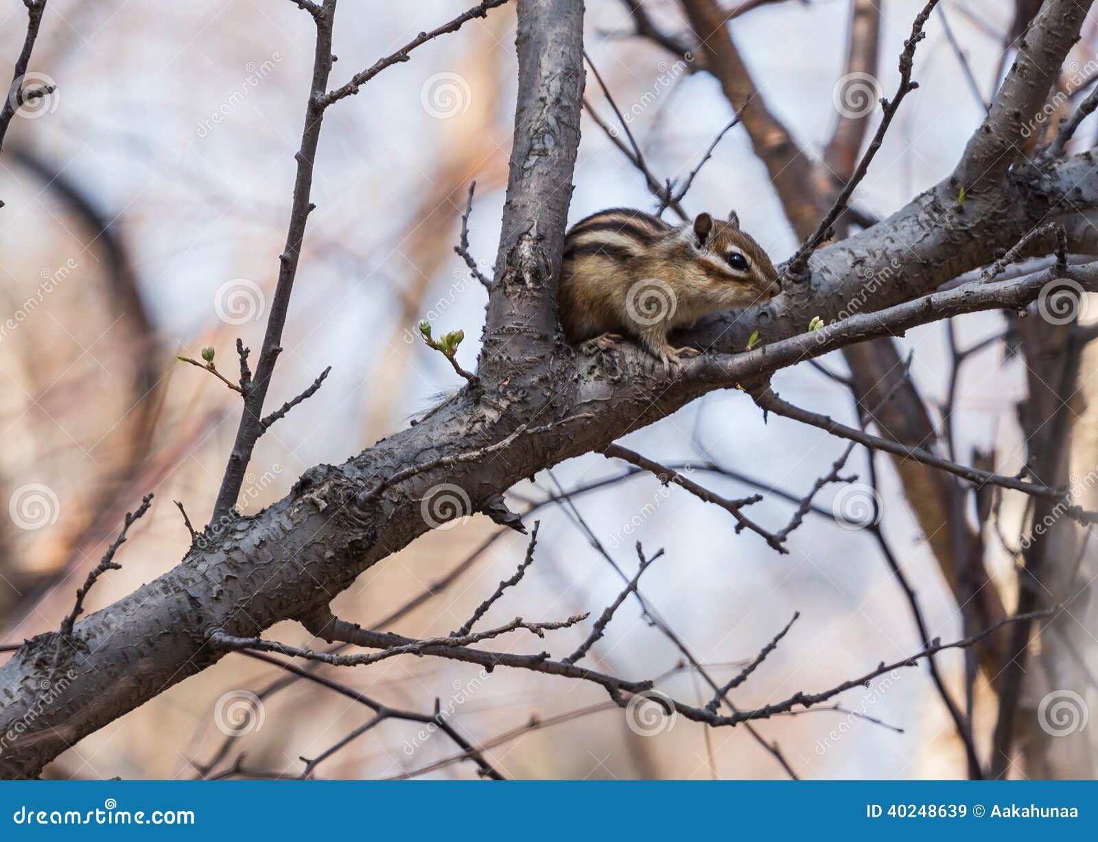 Ardilla listada imagen de archivo. Imagen de fauna, piel - 40248639