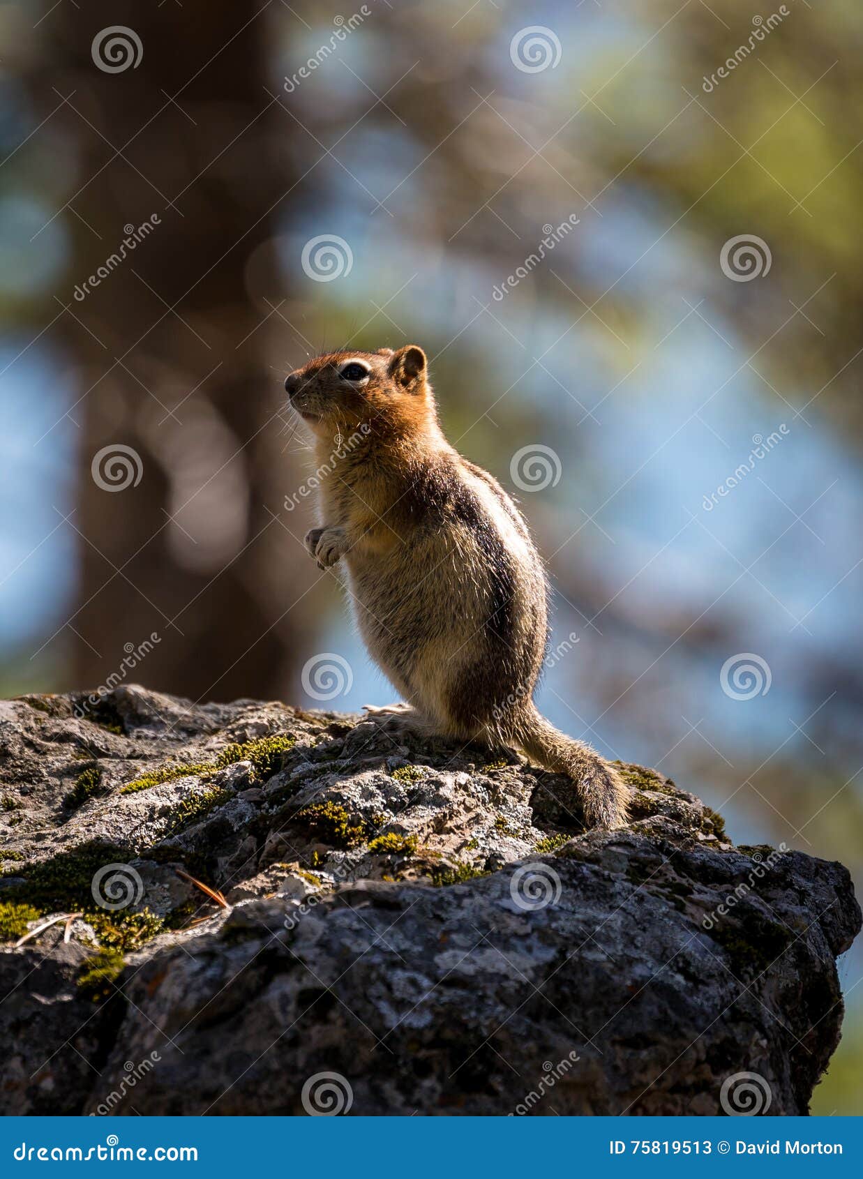 Ardilla Listada/ardilla De Tierra Imagen de archivo - Imagen de rocas ...