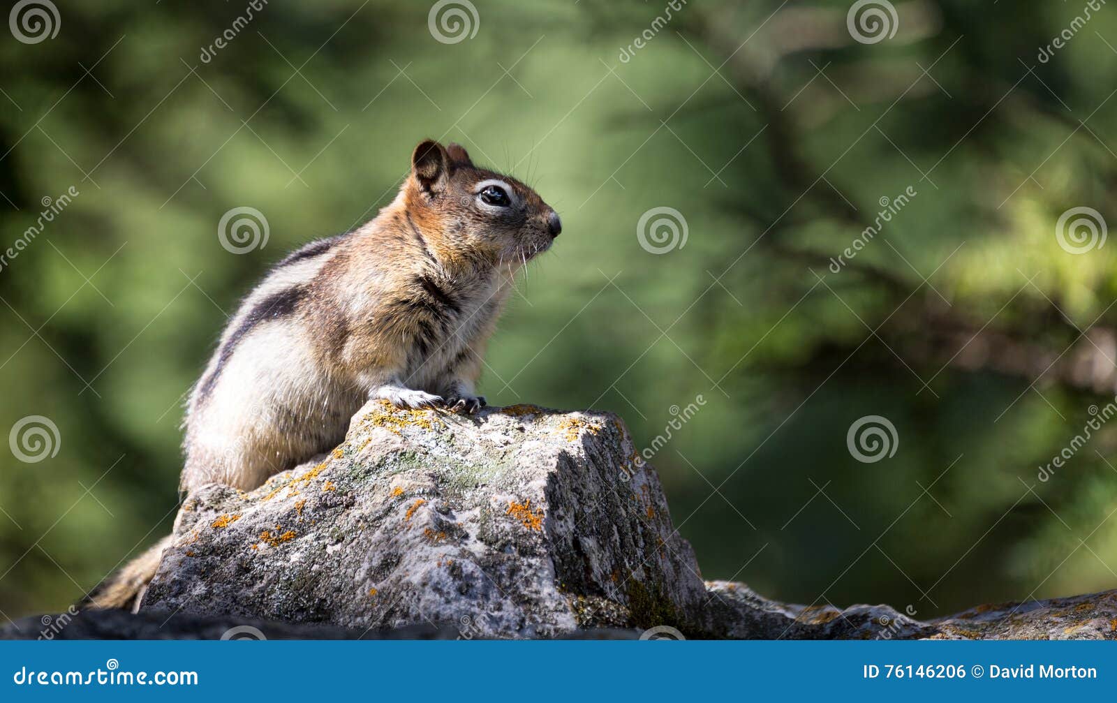 Ardilla Listada/ardilla De Tierra Foto de archivo - Imagen de roca ...