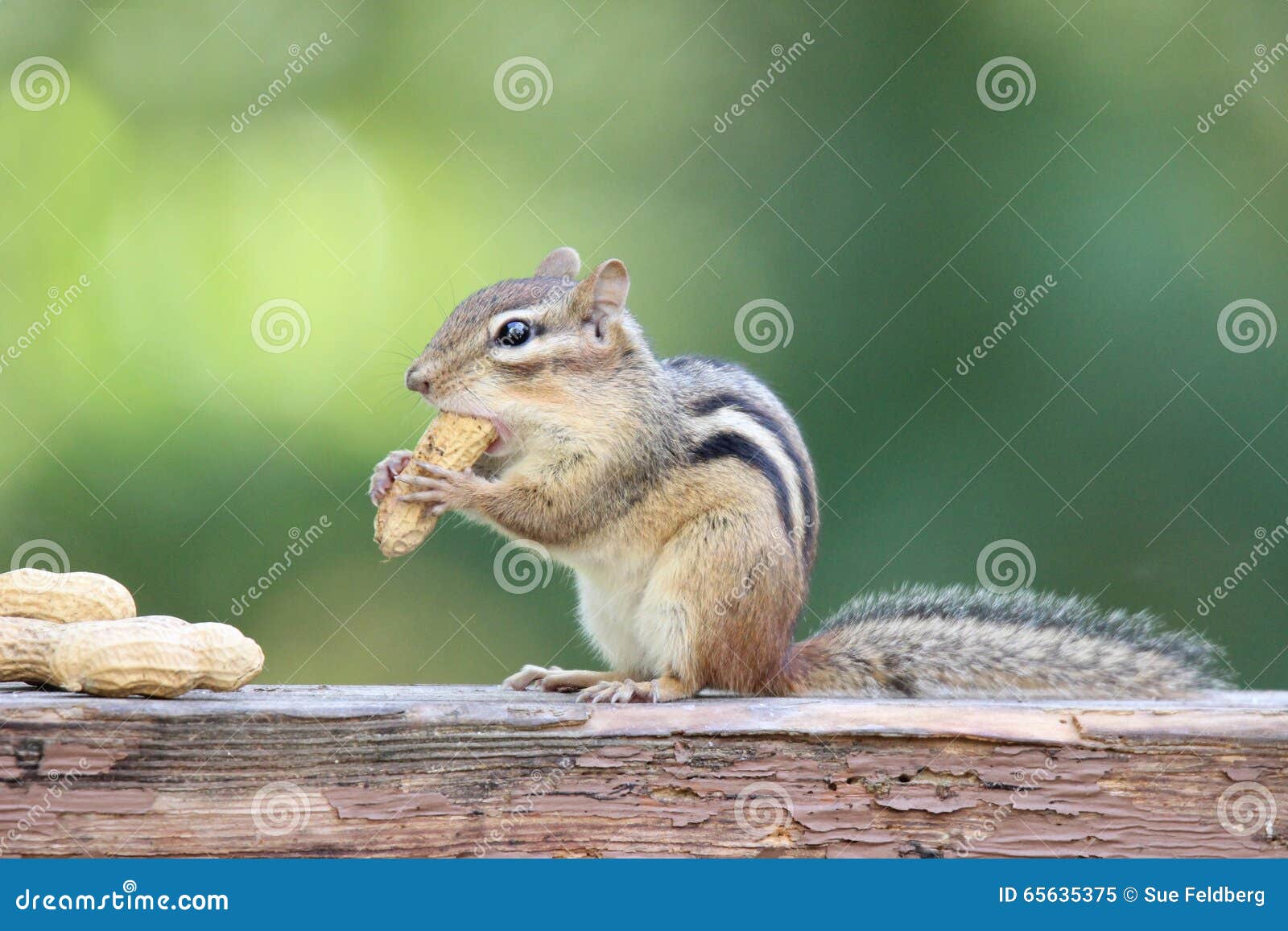 Ardilla Listada Con Los Cacahuetes Imagen de archivo - Imagen de lindo ...
