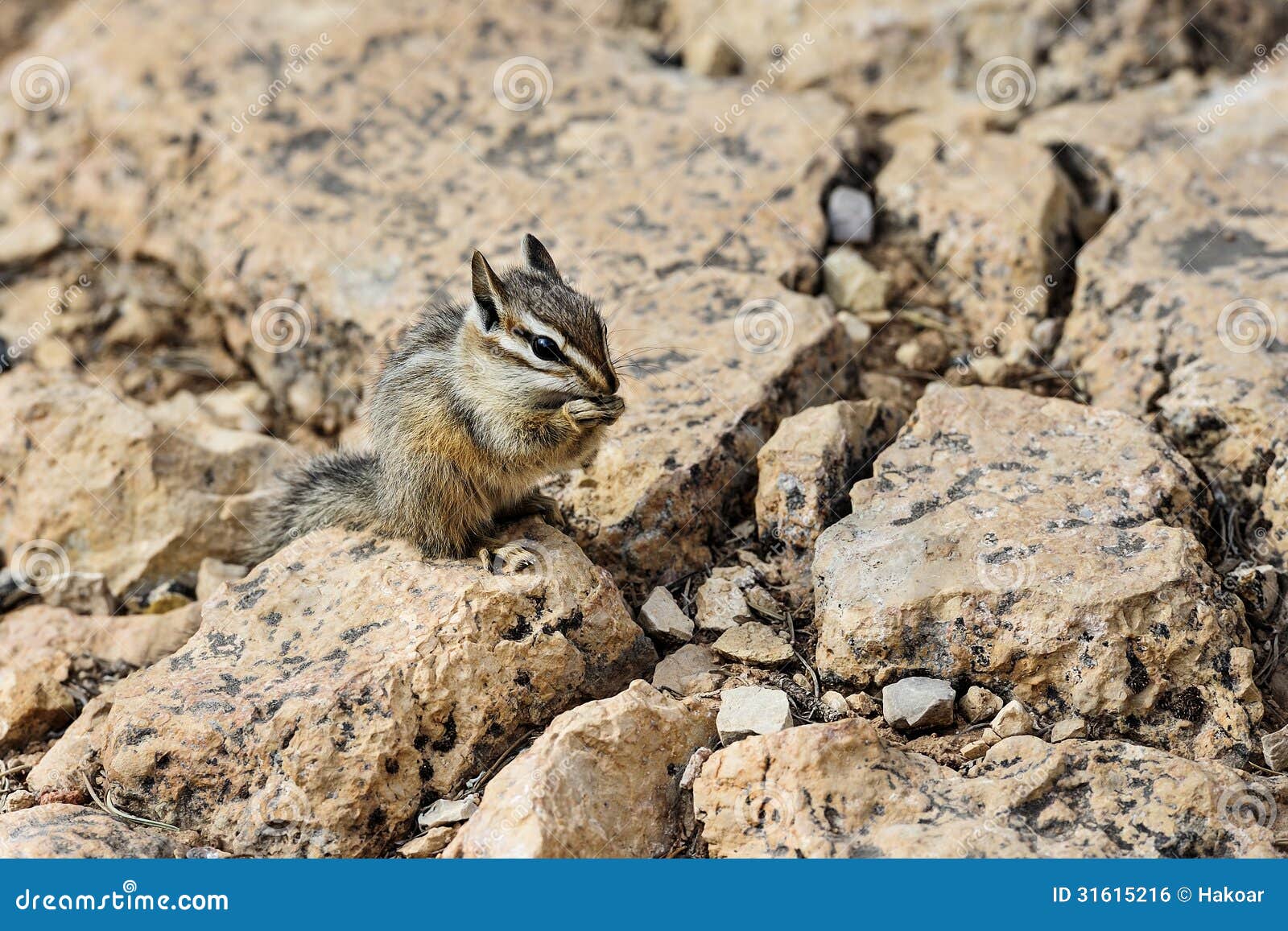 Ardilla Listada Del Acantilado, Az Foto de archivo - Imagen de ...