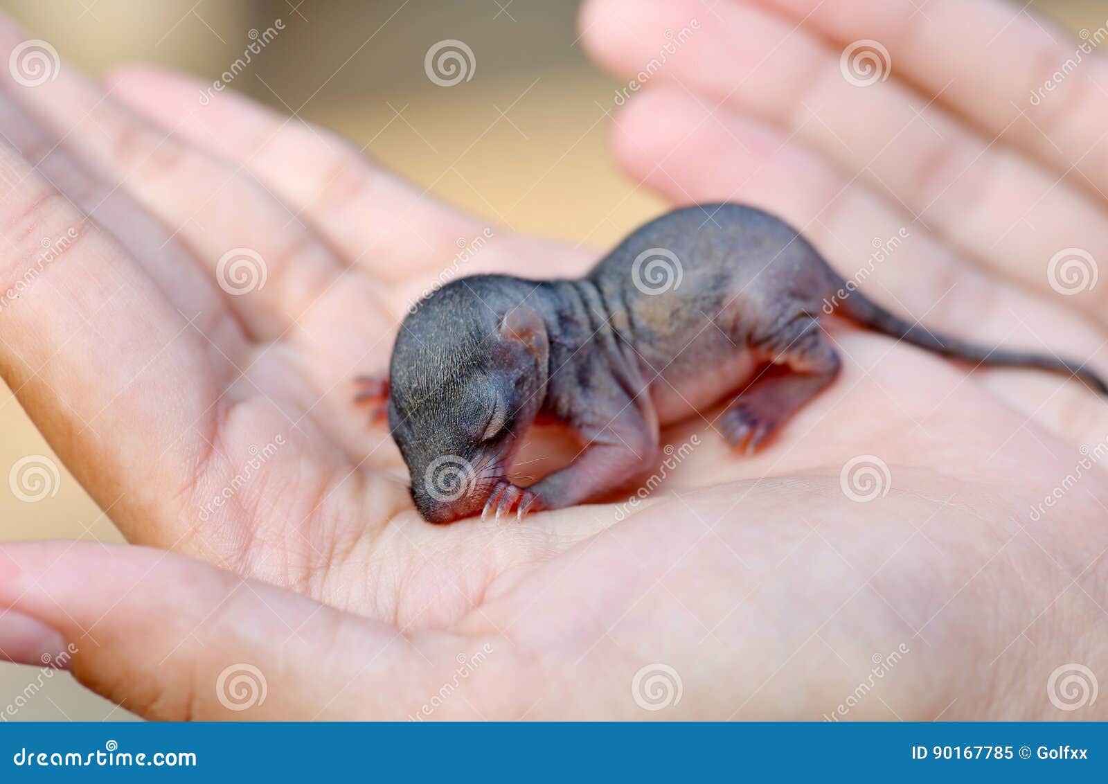 Ardilla listada del bebé imagen de archivo. Imagen de mullido - 90167785