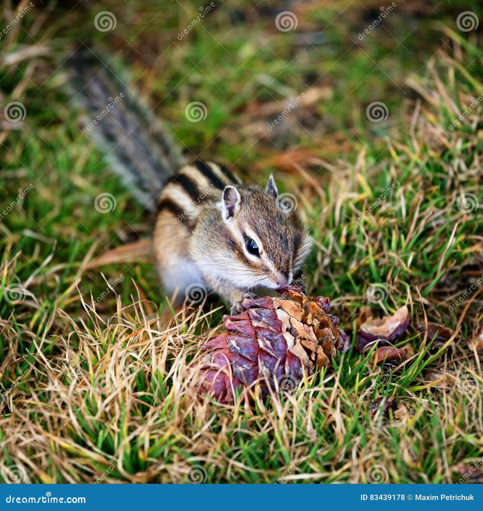 Ardilla Listada En Naturaleza Foto de archivo - Imagen de bosque, lindo ...